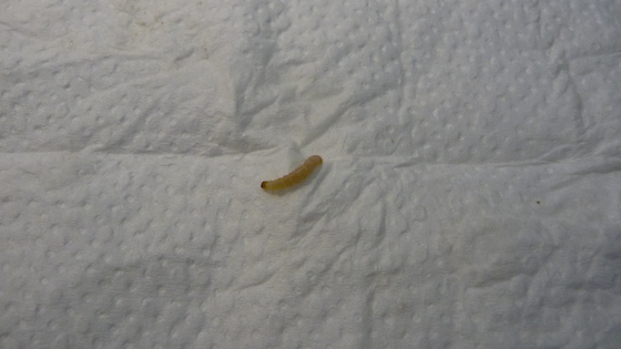 Moth Worms On Ceiling | Shelly Lighting